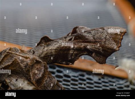 Macro Photo Of Lettered Spinx Moths Wing Showing Its Peculiar Shape