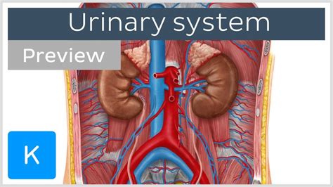 Understanding The Urinary System A Comprehensive Guide