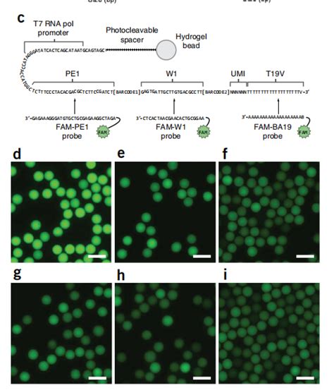 微流控技术前沿：如何制作适用于10x Genomics体系的barcode Gel Beads？ Fluidiclab微流控实验室值得您