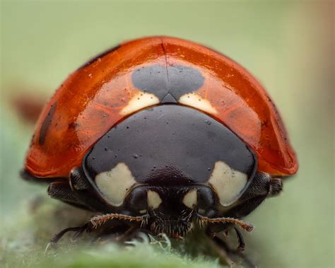 A Smooth And Shiny Ladybug Rmacroporn