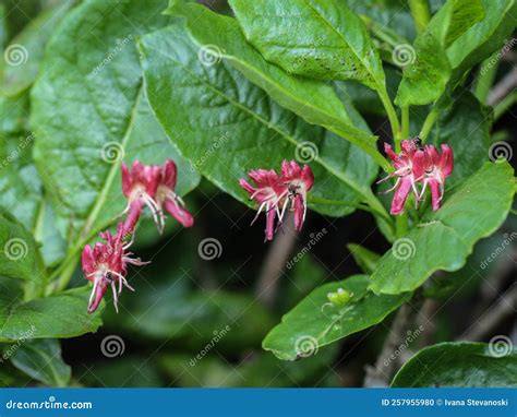 Red Flowers Of The Alpine Honeysuckle Latin Name Lonicera Alpigena