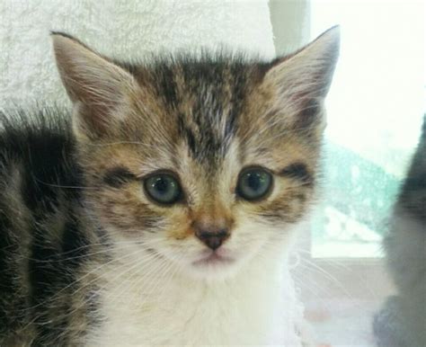 わんちゃん・ねこちゃん入舎しました かねだい八千代店のブログnew