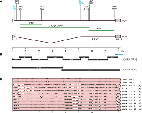 Complete Genome Of Xmrv A Schematic Map Of The 8185 Nt Xmrv Genome