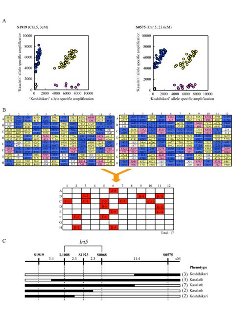 An Example Of Multi Sample Snp Genotyping To Demonstrate Multi Sample Download Scientific