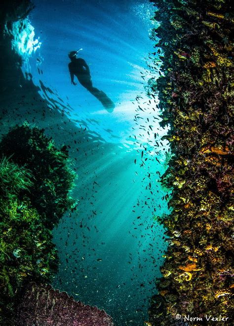 Weekly Underwater Hot Shot Week 14 By Norm Vexler Blog