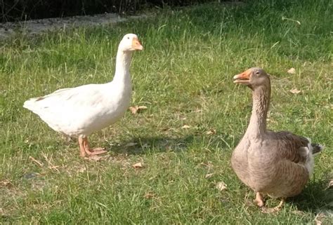 Na Voljo Ena Mladia Goskica Starša Sta Na Fotografiji