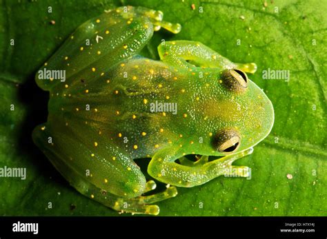 Slope Snouted Glass Frog Cochranella Euknemos Colon Panama Stock