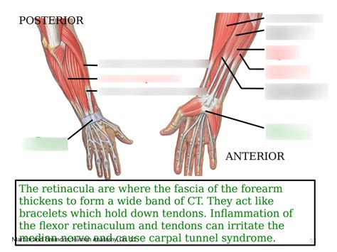 Muscles That Move Wrist Diagram Quizlet