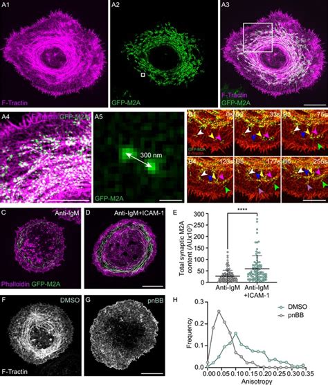 A B Cell Actomyosin Arc Network Couples Integrin Co Stimulation To