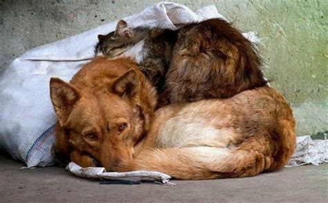 Бездомные животные картинки и рисунки на рабочий стол бесплатно