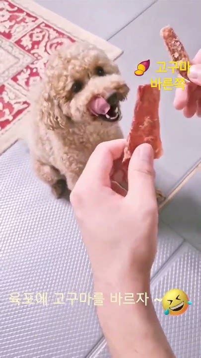 고구마 고구마 고구마가 제일 좋아 귀여운 살구 푸들 재미있는 반려견 강아지 Youtube