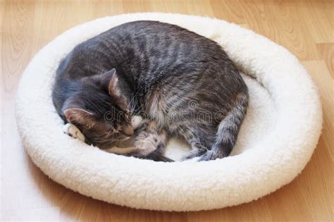 Pet O Gato Que Dorme Na Cama Do Gato Ondulada Acima Em Uma Bola Foto De