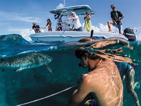 Shark Gives Rare Virgin Birth To Three Pups