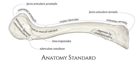 Anatomy Standard Drawing Clavicula Inferior View Latin Labels Anatomytool