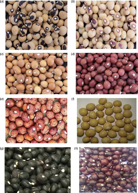 Bambara Groundnut Production Grain Composition And Nutritional Value Opportunities For