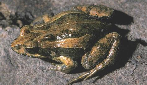 Common Eastern Froglet Biodiversity Of The Western Volcanic Plains