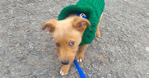 Sir Digby Chicken Caesar Album On Imgur