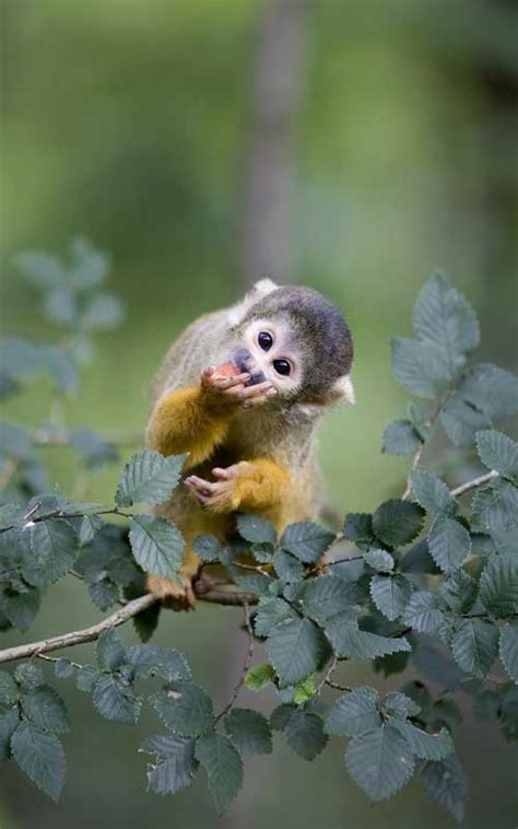 Squirrel Monkey