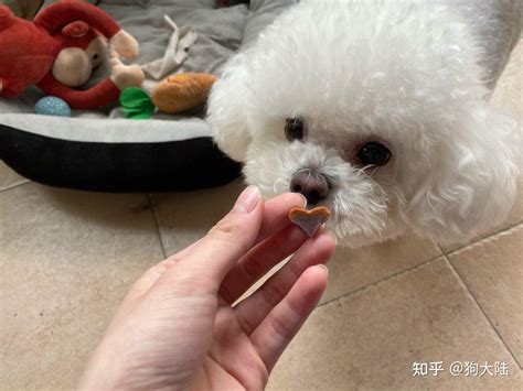 记住了！和比熊关系再好，也不要做这些事 知乎