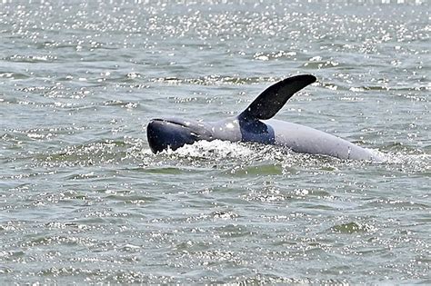 Rare Mekong River Dolphin Found Dead In Cambodia Borneo Bulletin Online