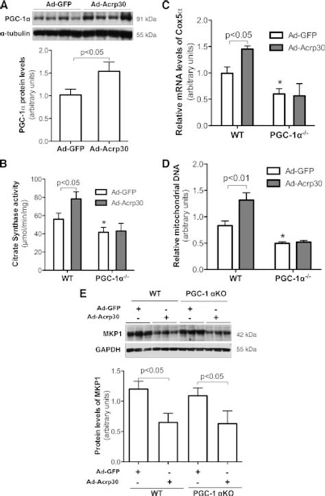 Adiponectin Suppresses Mkp1 Expression But Fails To Increase