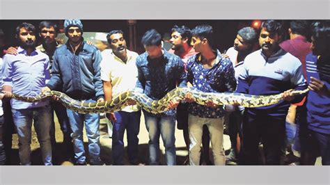 12ft Python Rescued Star Of Mysore 12ft Python Rescued Star Of Mysore