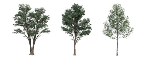 Premium Photo Deciduous Tree Isolated On White Background 3d