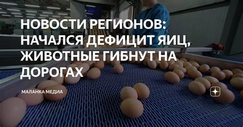 НОВОСТИ РЕГИОНОВ НАЧАЛСЯ ДЕФИЦИТ ЯИЦ ЖИВОТНЫЕ ГИБНУТ НА ДОРОГАХ Маланка Медиа Дзен