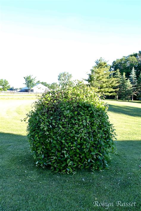 June Flowers Stamping Robyns Roost