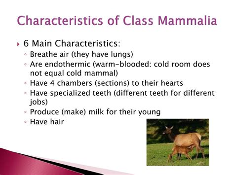 Ppt Class Mammalia Powerpoint Presentation Free Download Id2121246