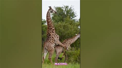 Giraffe Mating Giraffe Having Sex Giraffe Animals Wildlife Mating