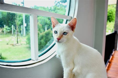 How Many Types Of Siamese Cats Are There
