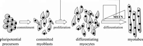 A Model For The Role Of Mstn In Muscle Development In The Course Of