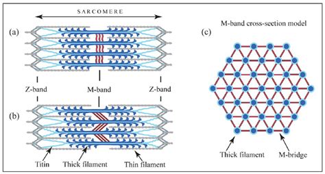 Sarcomere Structure