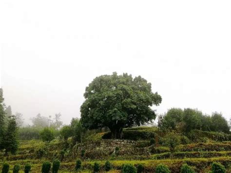 大青马 青骢马 青鬃马 大山谷图库