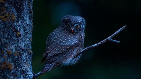 Owl Bird Wallpaper