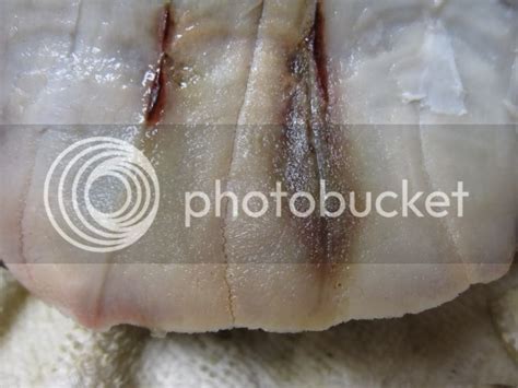 Shell Rot Help Tortoise Forum