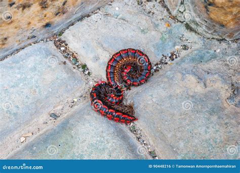 A Pair Of Millipedes Mating Mating Of Red Millipedes Bangkok