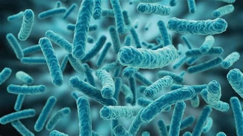 Bổ Sung Vi Khuẩn Lactic Pediococcus Pentosaceus Khoái Cảm Mới Cho Tăng