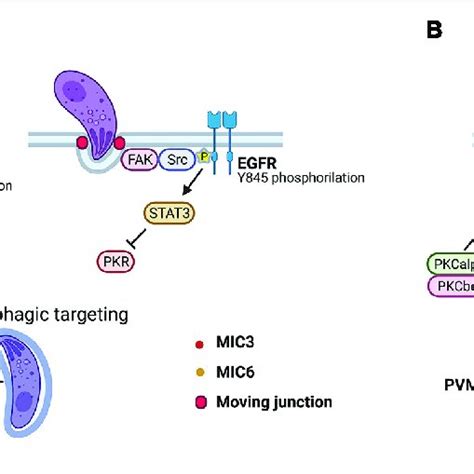 Toxoplasma Gondii Manipulates Host Cell Signaling Cascades That