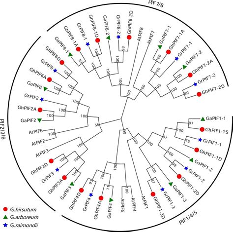 Phylogenetic Analysis Of Pifs From Arabidopsis And Gossypium The