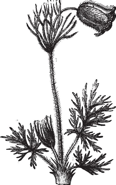 Pasque Flower Vintage Engraving 35036964 Vector Art At Vecteezy
