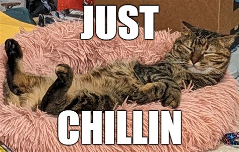 Meme Chillin