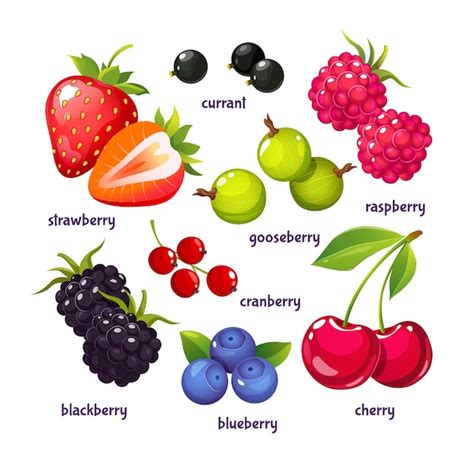 Types Of Berries And Their Names