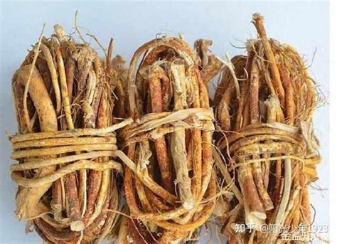 五指毛桃的功效与作用 知乎