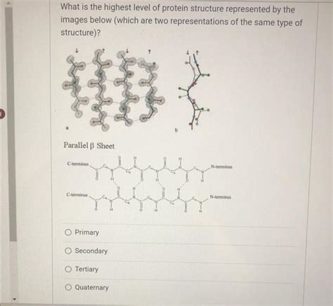 Solved What Is The Highest Level Of Protein Structure