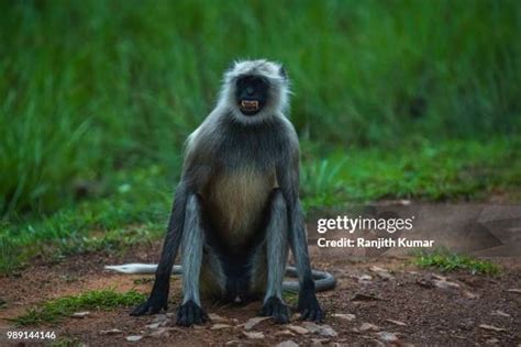 Silvered Langur Photos And Premium High Res Pictures Getty Images