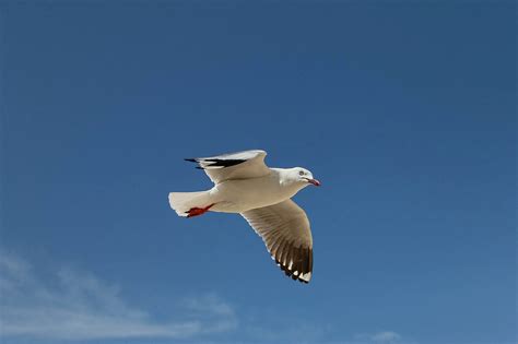 300 多张免费的飞鸟和自然照片 Pixabay