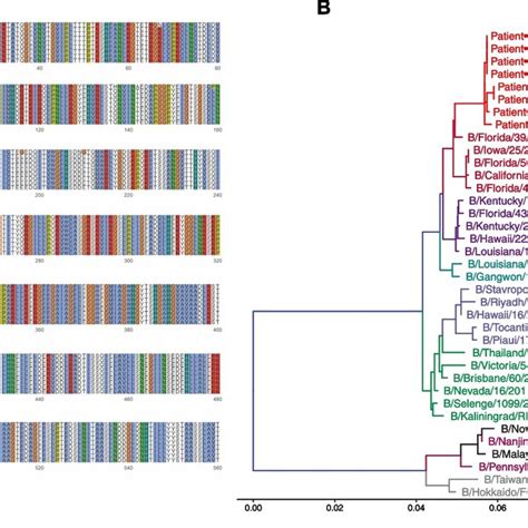 Ha Genome Sequence A And Phylogenetic Tree B Of Influenza B Strain