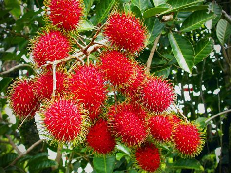 Rambutan Nephelium Lappaceum L Mazruuaatun Syifaa
